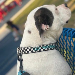 Summer Collar, Beach Dog Collar, Dog Collar, Summer Dog Collar, Palm ...