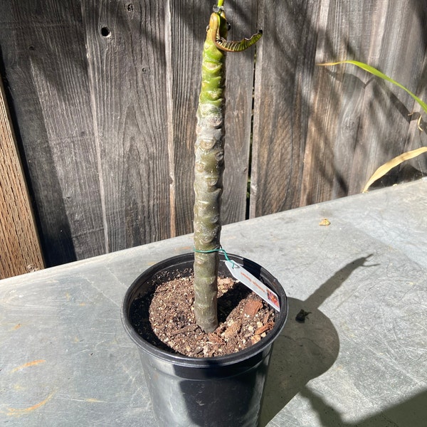 Hawaiian Pink Ginger, Alpinia Purpurata, 8-14" Tall Fresh Rooted ...