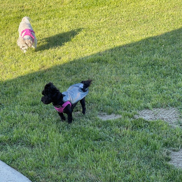 The Hawk Star Pet Protection Vest - Etsy