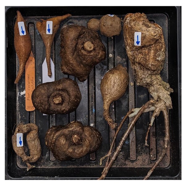 Stephania Erecta Large Rare Caudex Plant, Striking Natural Shape for ...