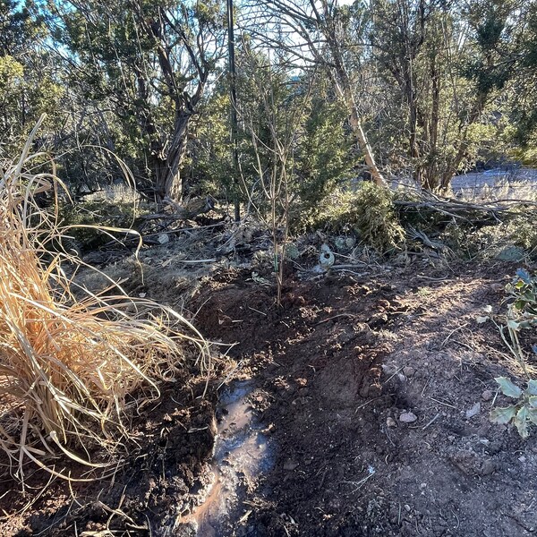 Gold Rush & Yellow Delicious Apple Tree Package - Etsy