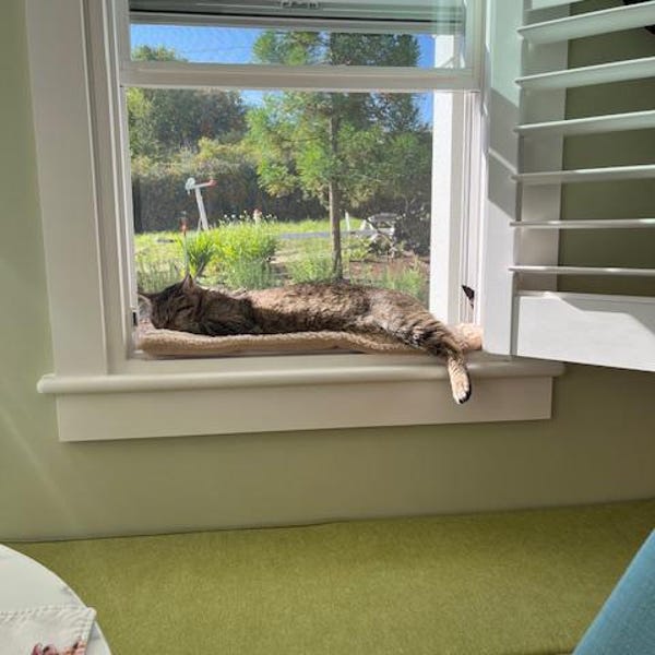 Window Sill Cat Pad/ 8 Sill Pad - Etsy