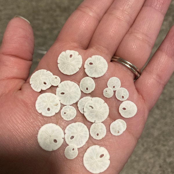 1 to 100 Mini Tiny Sand Dollars White 1/4" to 1 7/8" 2" Inch Arrowhead ...