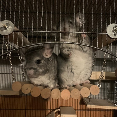 Wood Bridge Ramp Step Ledge Swing With Perch for Chinchilla - Etsy