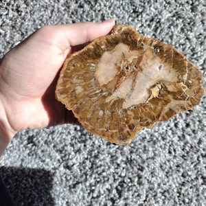 Insects in Copal, Quaternary Period, up to 2.5 Million Years Old - Etsy