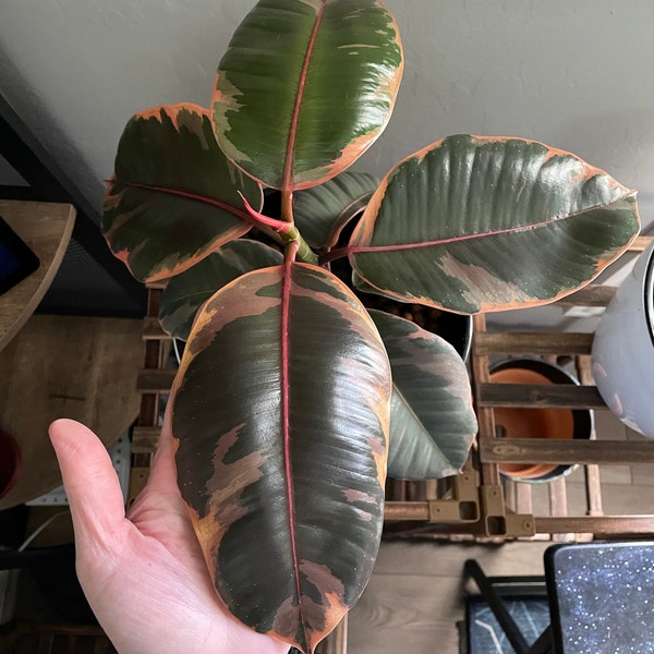Ficus Decora RUBY Ficus Elastica Rubber Plant Live House Plant - Etsy