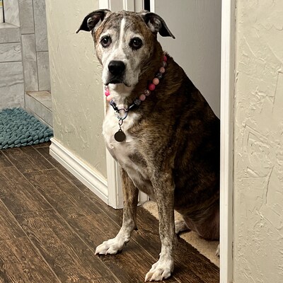 Peach Lilac Julep Beaded Dog Collar Personalized, Spring Pastel Glam ...