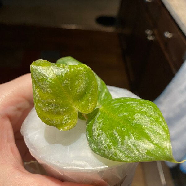 Philodendron Brandtianum Aff (wild Form) - Etsy