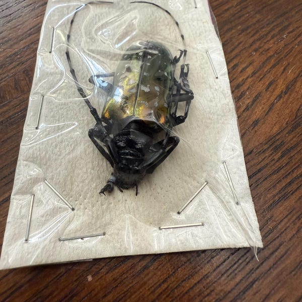 5 Real Owl Moth Specimens erebus Macrops Closed Wings Taxidermy Insect ...