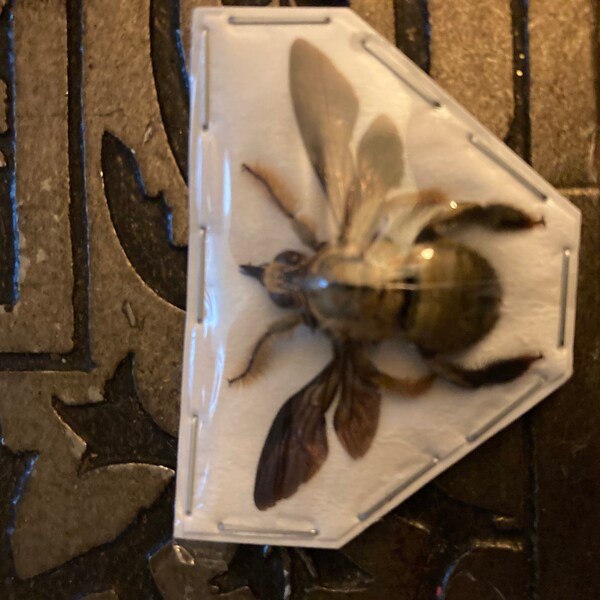 Assorted Bugs Insects Specimen Wholesale Mix Lot Bulk - Etsy UK