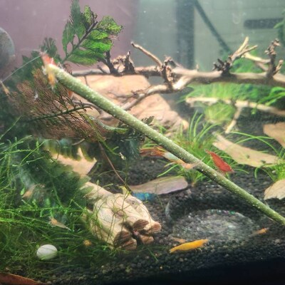 X2 Subwassertang Moss on Cholla Wood Shrimp Hideout & Betta Aquarium ...