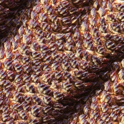 Deer Dew Claw Knuckle Bones for 8 Lot Knuckle Bones - Etsy