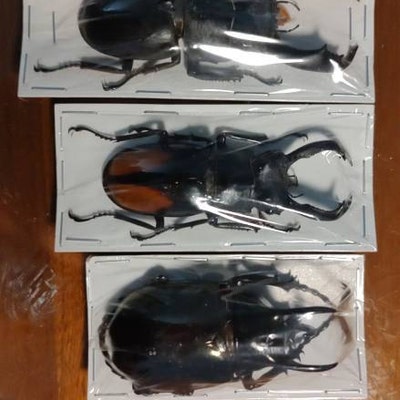 Real Beetle/insect Specimen / Cloche Jar Insect Display Specimen ...