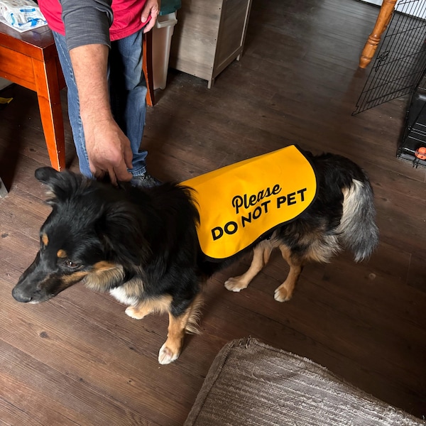 5-pack ADOPT ME Bandana Scarf for Rescue Dogs - Etsy