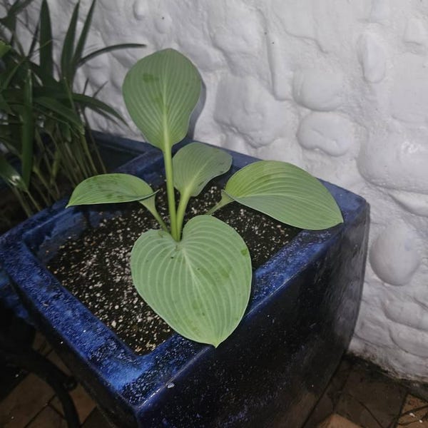 4 Lavandula Angustifolia 'lavance Deep Purple Lavender Starter ...