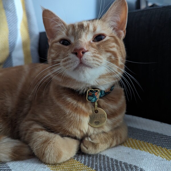 Cat Collar - the Fall Foliage / Autumn Harvest Leaves, Buds & Berries ...