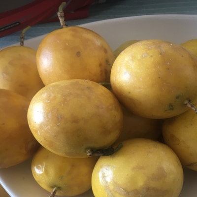 Star Apple Purple Caimito Milk Fruit. Grafted Tree - Etsy