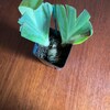 Open Ocean Iris Plant Quart Pot | Repeat Blooming Lilac Blue Flowers ...