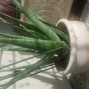 Agave Univittata Splendida Live Agave Plants Large Xlarge - Etsy