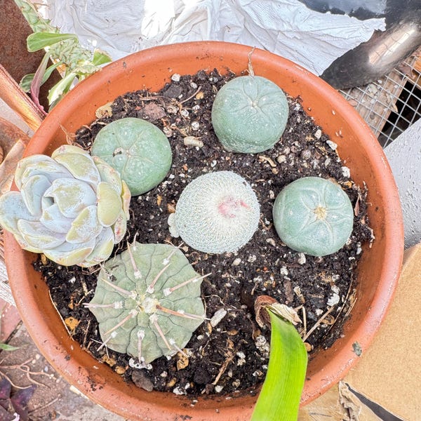 Rare Cactus - Coryphantha Elephantidens Cv. Inermis Offset (1”), Live ...