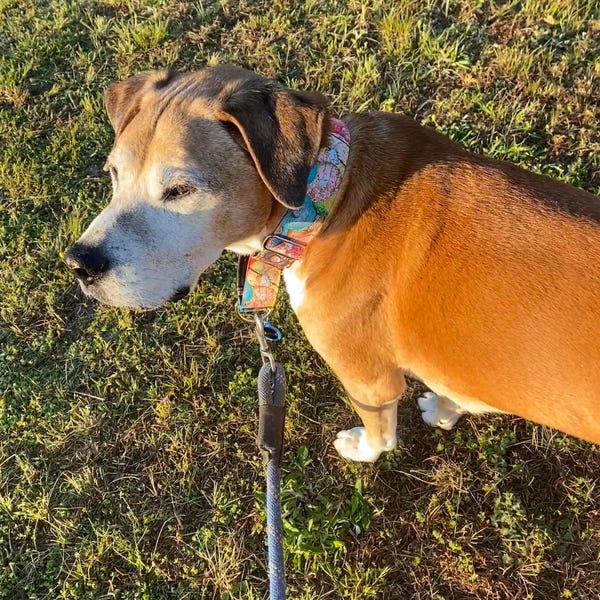 Paisley Flip Flop Red Greyhound Martingale Dog Collar - 1", 1.5", 2 ...