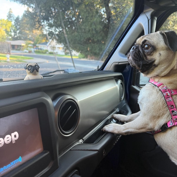 The Fabulous Pug Dog Duck - Etsy