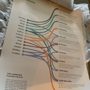 Primary Terpenes: Cannabis Flavors Infographic Chart Print, Cannabis ...