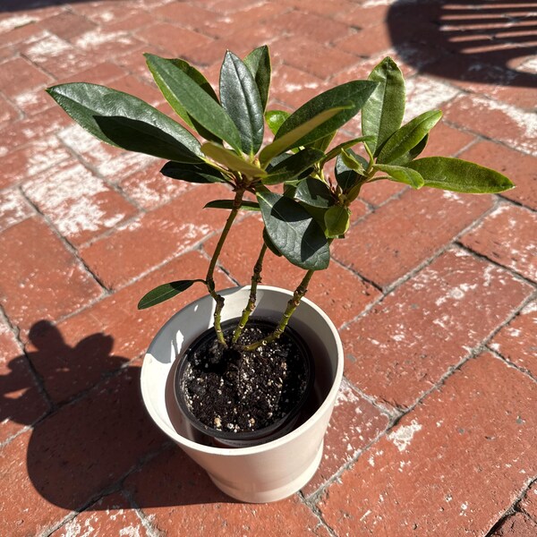 Athens Blue Princess Glory Bush Plant~~tibouchina Urvilleana~small ...