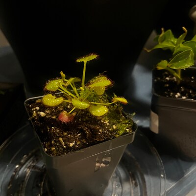 Drosera Prolifera-live Carnivorous Plant - Etsy