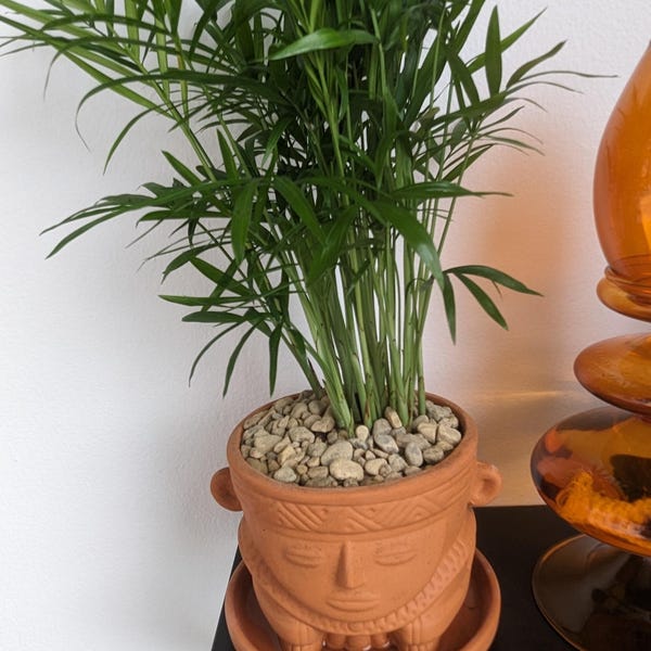 Snake Plant - Good Luck Plant - Devils Tongue - Tropical Plant - Etsy