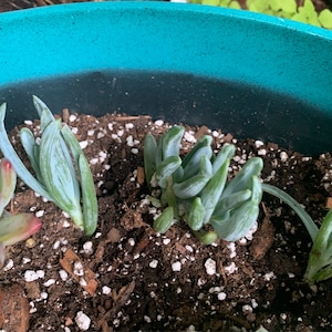 3X Senecio Serpens Dwarf Mini Baby Blue Chalk Sticks Curio | Etsy