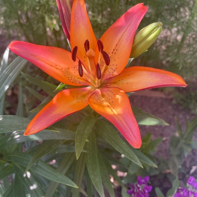 Royal Sunset Lily Flower Bulbs Vibrant Orange, Yellow, Purple-pink ...