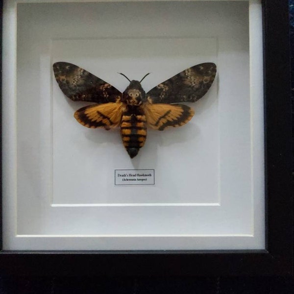 Deaths Head Hawkmoth (acherontia Atropos) Real Insect Framed. Death ...
