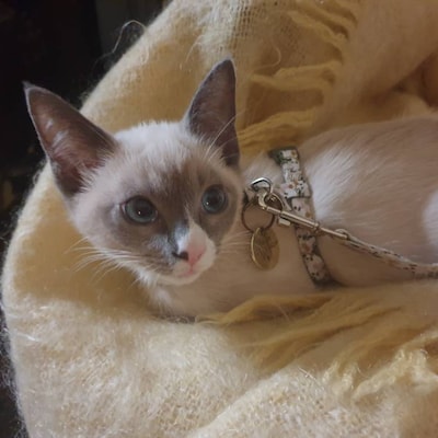 Coco & Pud Windflower Cat Harness - Etsy