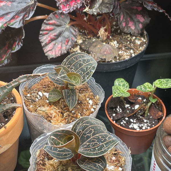 Philodendron Panduriforme Aurea / Yellow Panda - Etsy