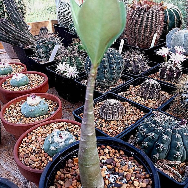 1 Grafted Double "purple Fire" Adenium /desert Rose Plant. 5-7 Inch ...