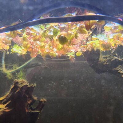 Red Root Floater, Phyllanthus Fluitans, Live Aquarium/floating/pond/aquatic Plant, Aquascaping ...
