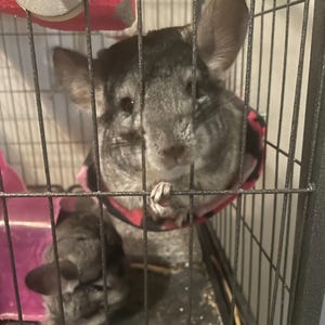 LIMITED EDITION Boo Chinnie Buddies - Etsy