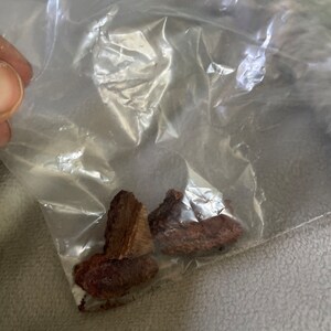 Gourd Shaker With Cowrie Shells/shekere - Etsy