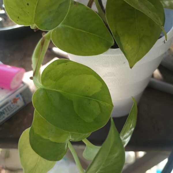 Epipremnum Aureum Manjula Pothos Plant Cuttings 33nodes Devils Ivy ...