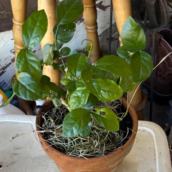 Arabian Jasmine Live Plant: Dontara Malli Double Flower (4" Pot) - Etsy