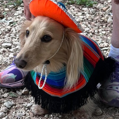 Mariachi Dog Costume/ Mariachi Outfit for Dogs/ Mexican Dog - Etsy