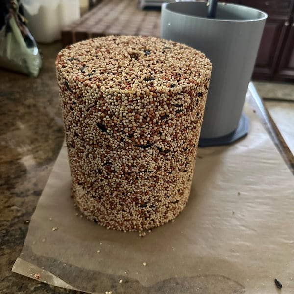 Rare Giant Indian Corn Seeds X50! Easy to Grow! Colorful Massive Ears ...