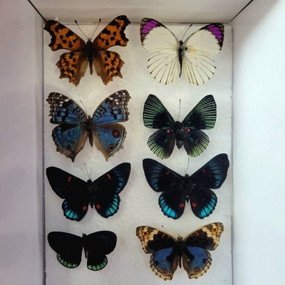 The Blue Buckeye Butterfly, Junonia Rhadama, Wings FOLDED or Mounted ...