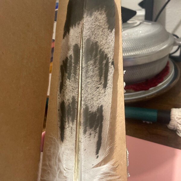 Native American Made Hawk Feathers Red Tail Mature Hawk Painted Feather ...