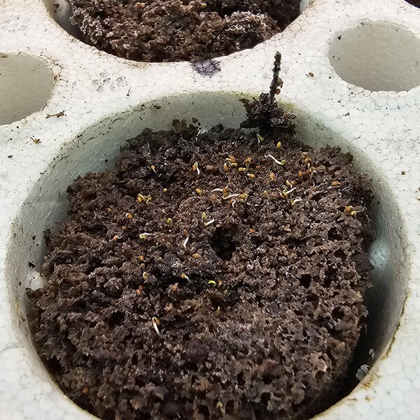 Gerbera Seeds - Gerbera Daisy Flower Seed Mix - 100 Seeds - Etsy