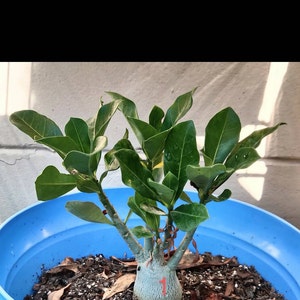 Rare Adenium Obesum Arabicum, Beautiful White Flowers Fat Caudex ...