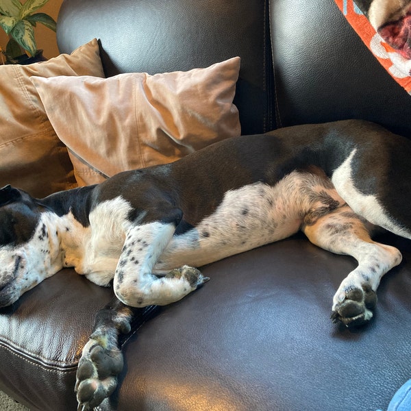 Sabertooth Squirrel Parchment Print | Sabertooth Tiger + Squirrel ...