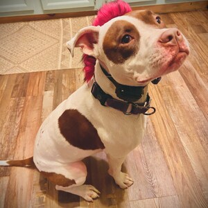 Dog Mohawk Size Large - Etsy