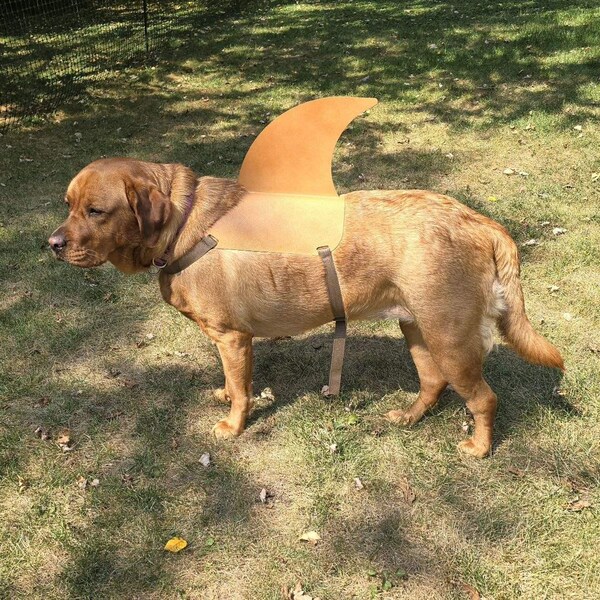 ORCA Fin for Your Large Dog. Killer Whale Fin for Your Large Dog - Etsy